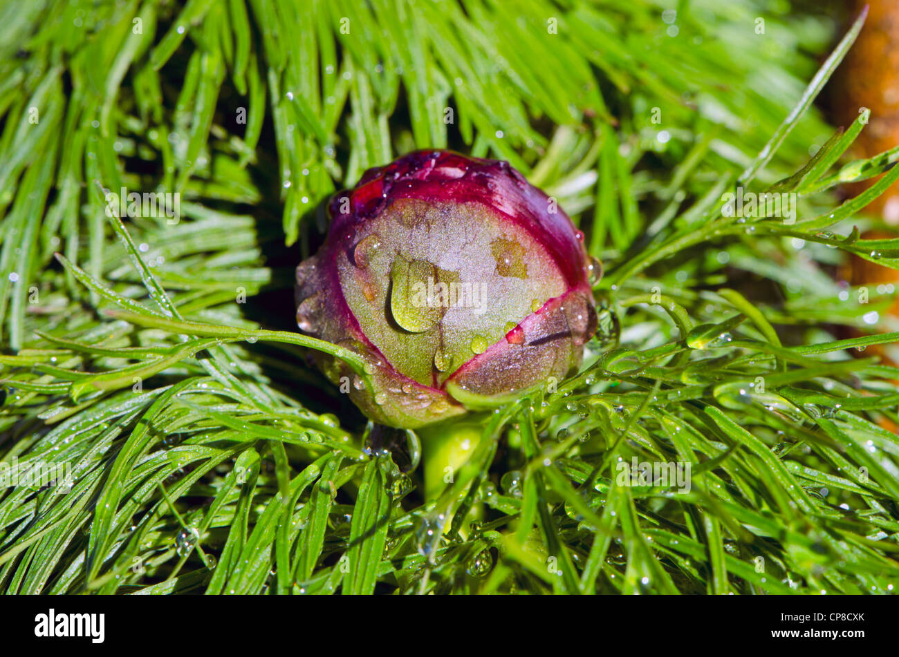 spring peony bud with rain water drops Stock Photo - Alamy