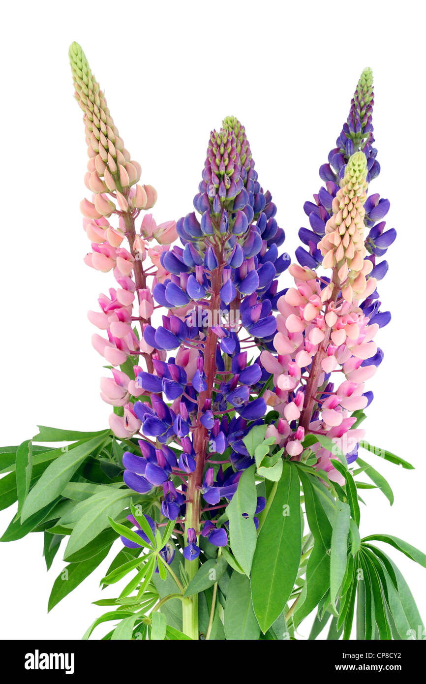 Bluebonnet Lupine High Resolution Stock Photography and Images - Alamy