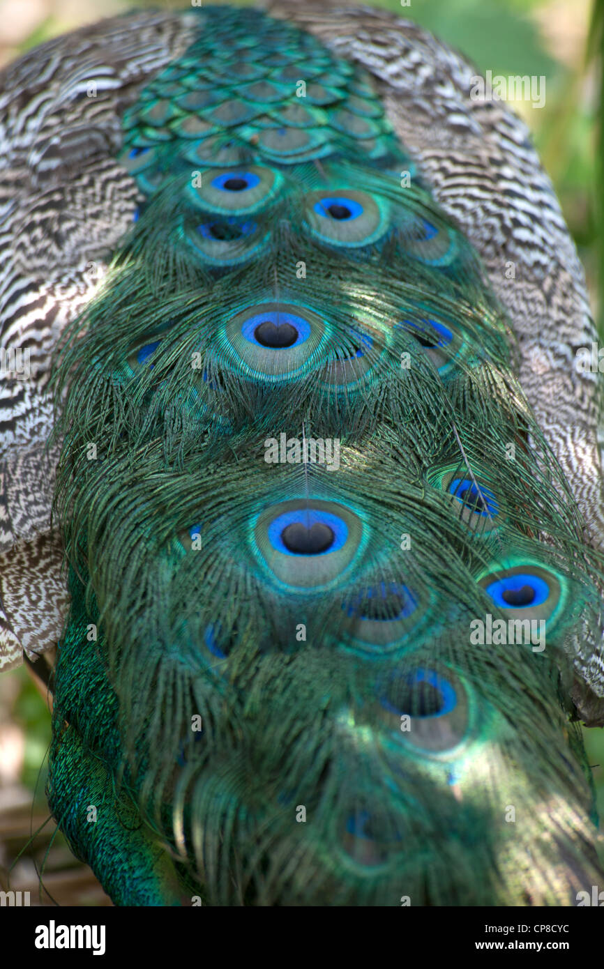 Peacock tail hi-res stock photography and images - Alamy