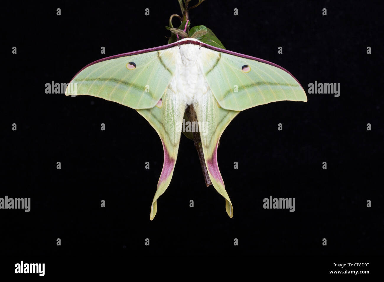 Indian Moon Moth, or Indian Luna Moth, Actias selene Stock Photo - Alamy