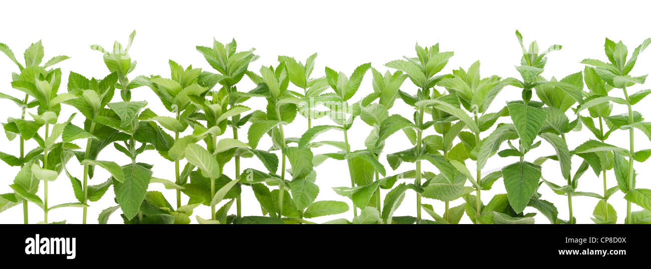 Border from a fresh garden peppermint "Lamiaceae (Labiatae) ". Isolated ...