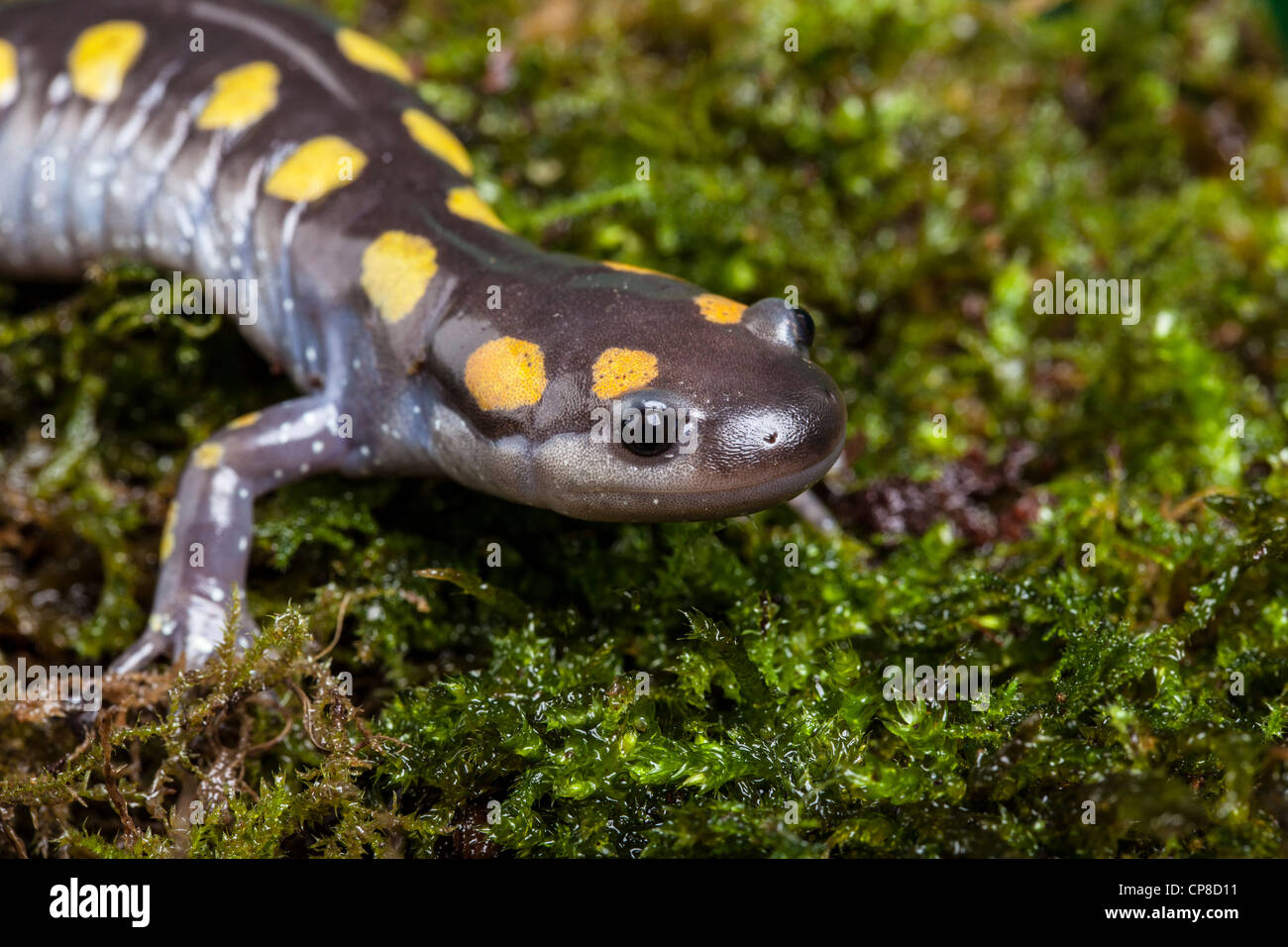 Spotted salamander, Ambystoma maculatum, North America Stock Photo - Alamy
