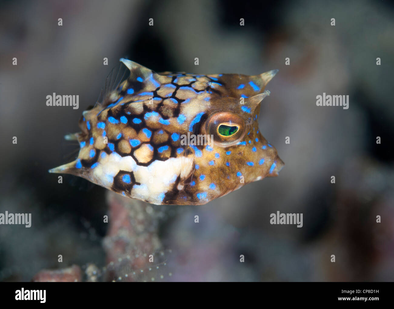 Juvenile cowfish hi-res stock photography and images - Alamy