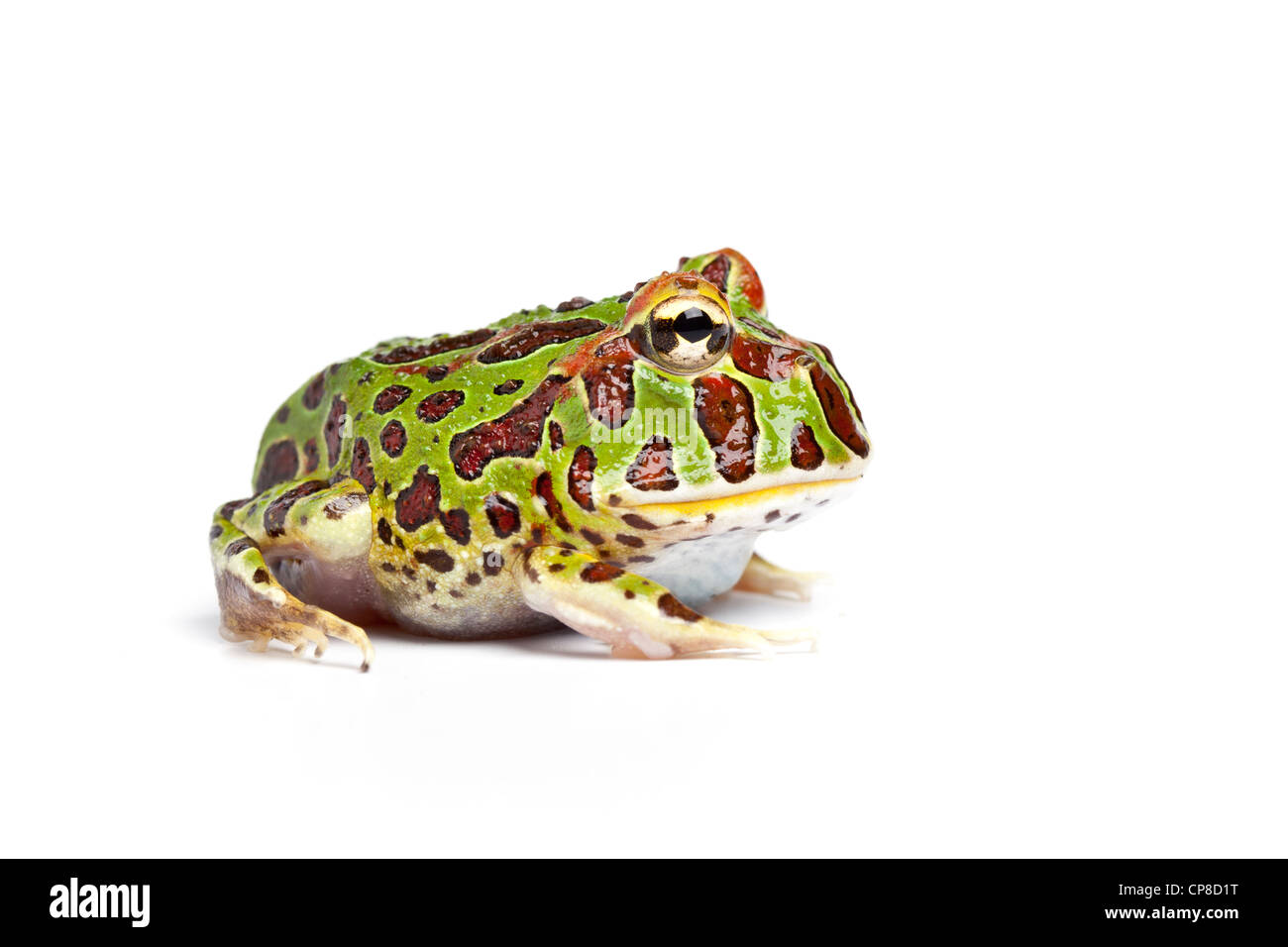 Chacoan horned frog Ceratophrys cranwelli, Paraguay. Juvenile Stock ...