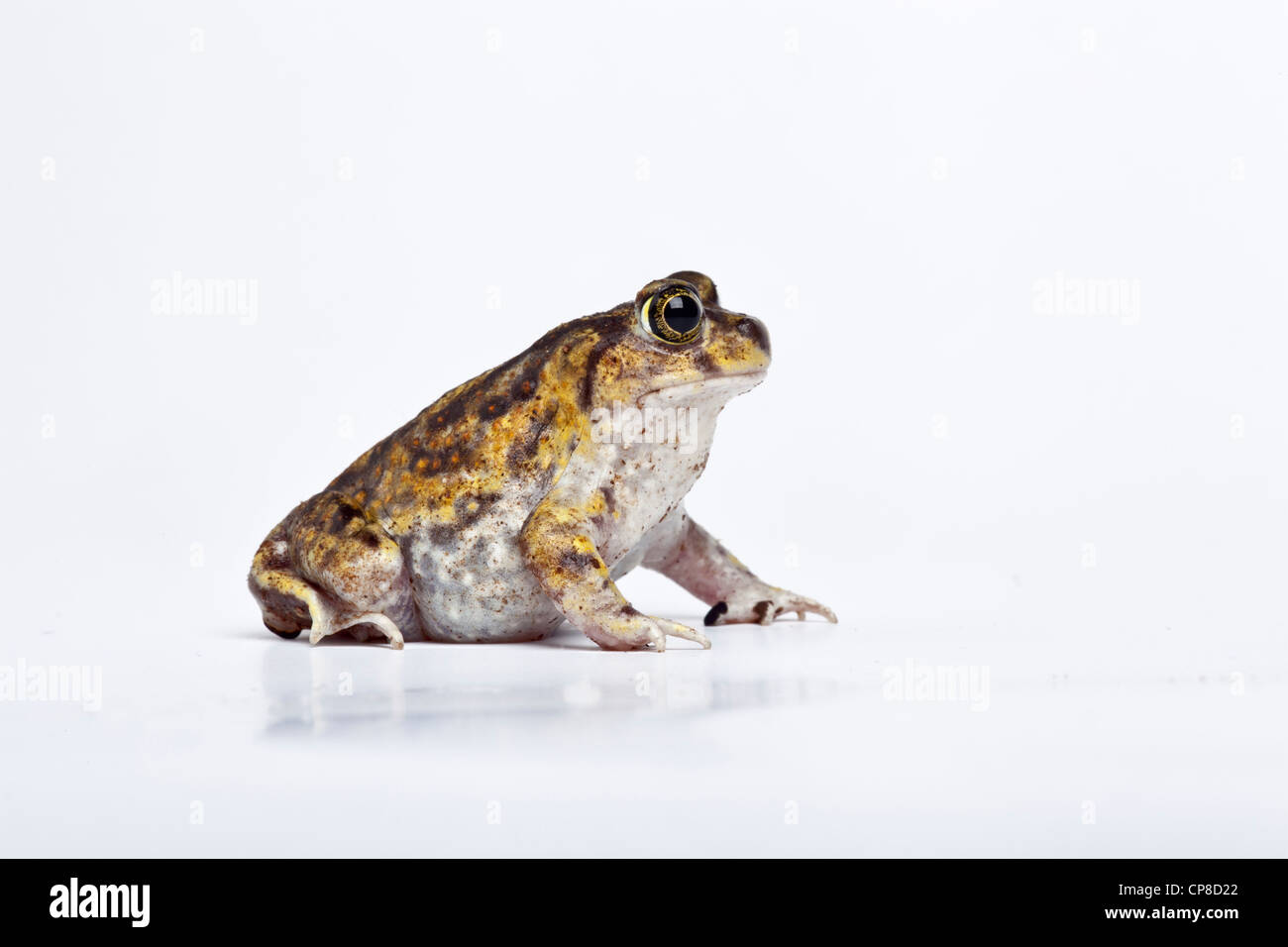 Couch's spadefoot toad, Scaphiopus couchii Stock Photo - Alamy
