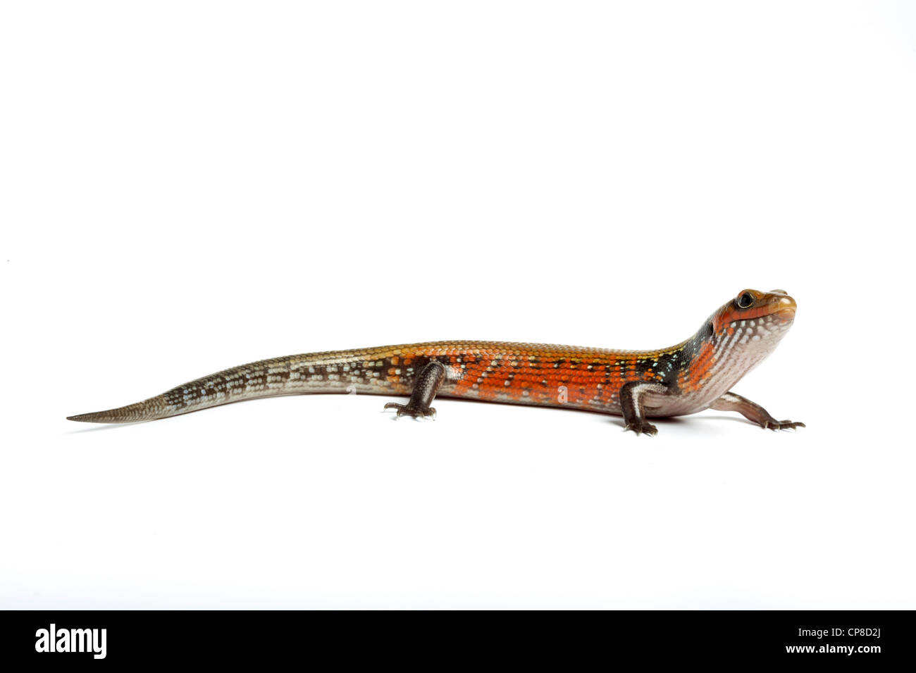 Fire Skink Lizard High Resolution Stock Photography and Images - Alamy