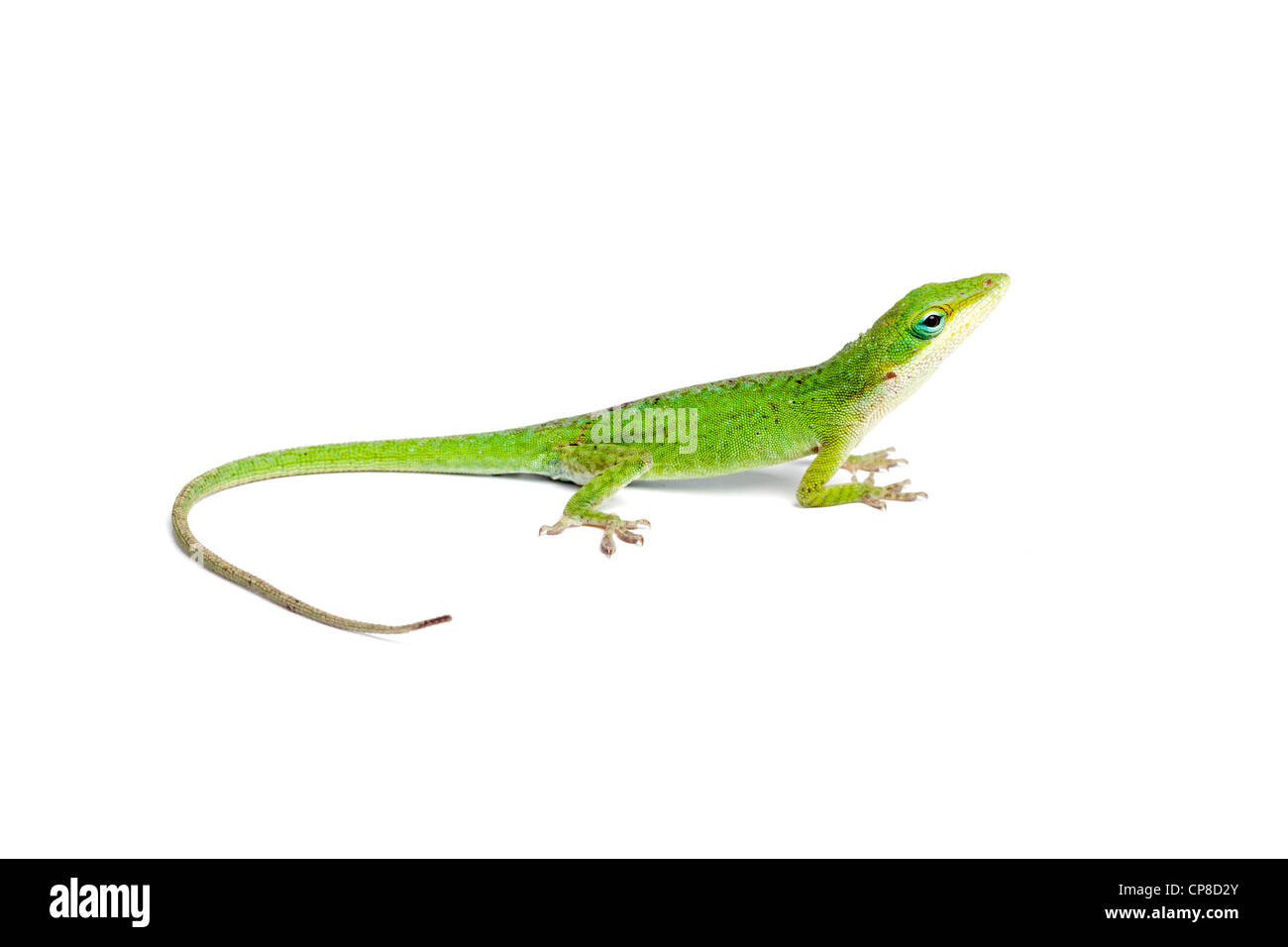 Carolinensis anole hi-res stock photography and images - Alamy