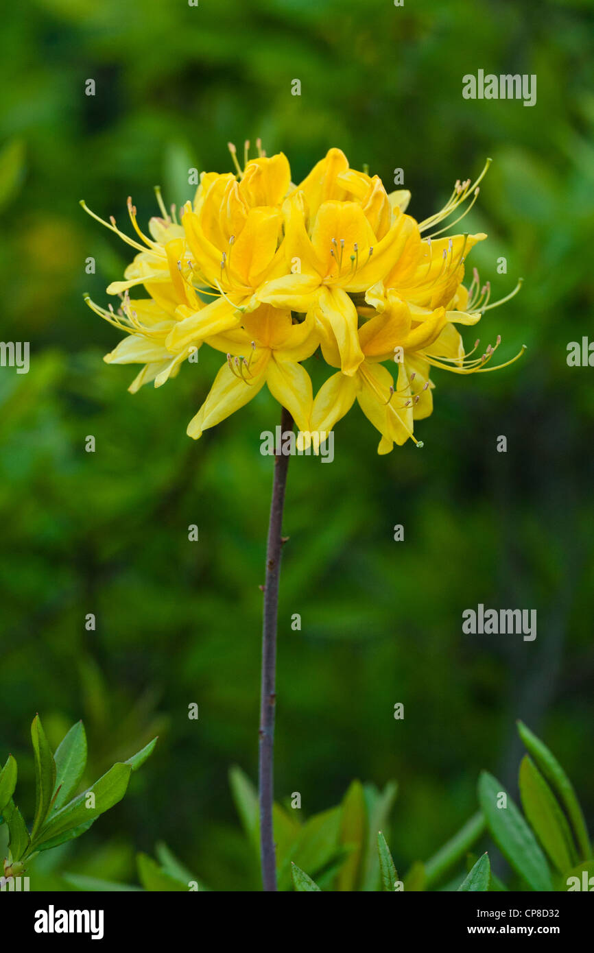 Yellow Azalea (Rhododendron luteum) growing wild, Lesvos, Greece Stock ...