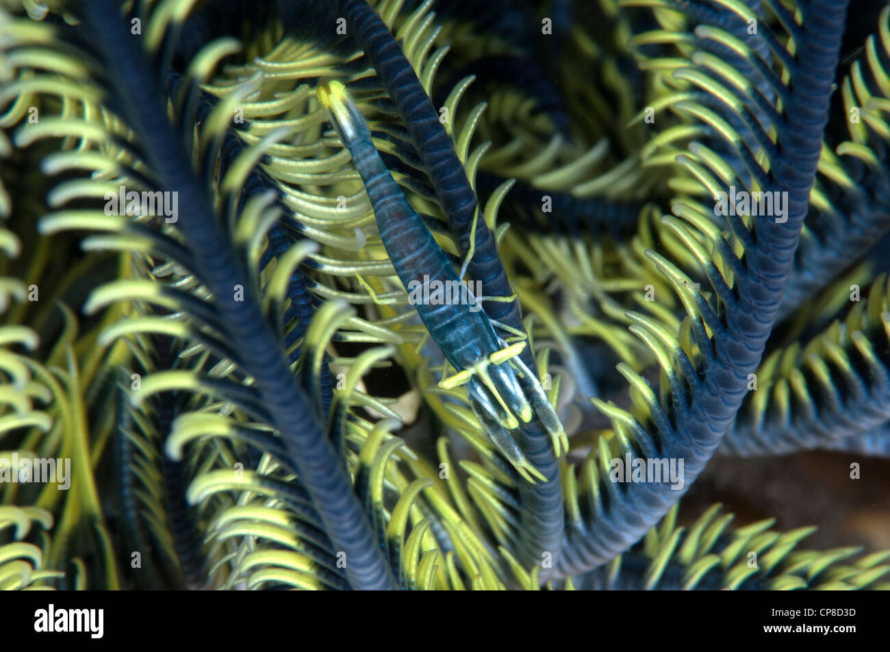 crinoid shrimp in a matching crinoid Stock Photo - Alamy