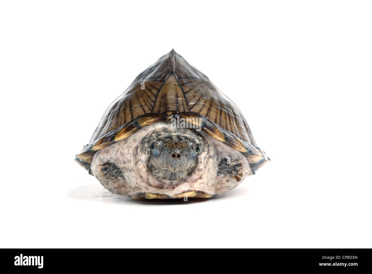 Razorback Musk Turtle