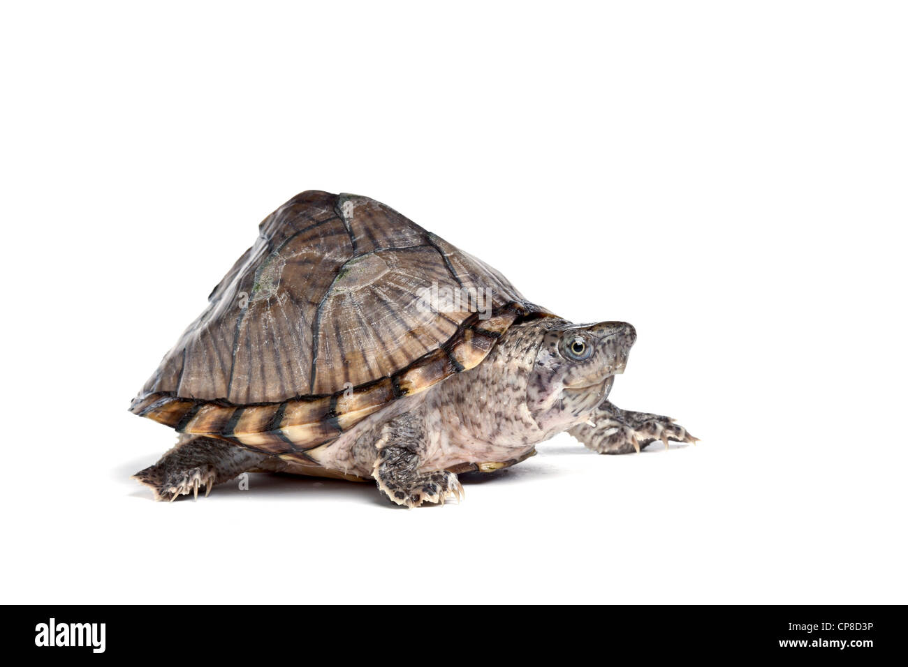 Razorback musk turtle Cut Out Stock Images & Pictures - Alamy