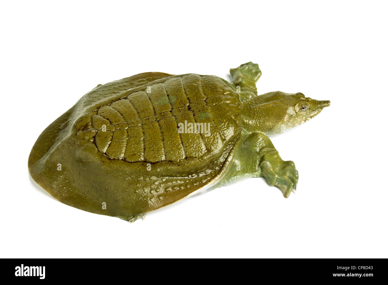 Chinese soft-shelled turtle, Pelodiscus sinensis Stock Photo - Alamy