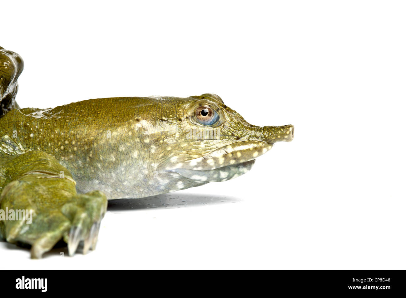 Chinese soft-shelled turtle, Pelodiscus sinensis Stock Photo - Alamy