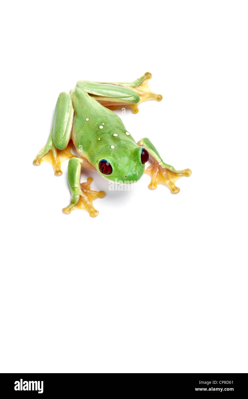 Agalychnis spurrelli flying hi-res stock photography and images - Alamy