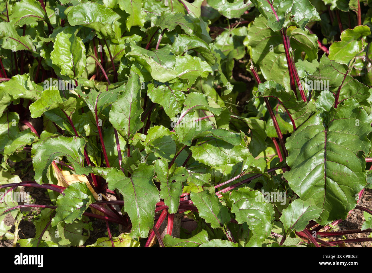 Rows of organically grown beet root showing leaf crop Stock Photo - Alamy