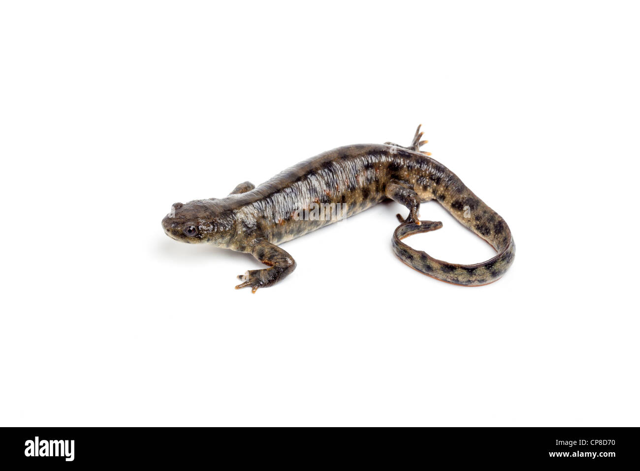 Sharp-ribbed newt, Pleurodeles waltl, Spain, on white background Stock ...