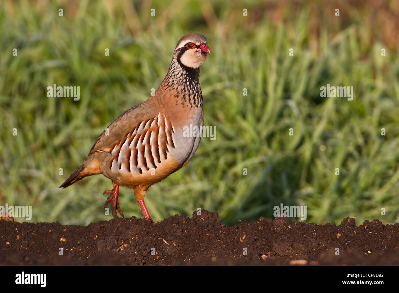French red legged partridge alectoris hi-res stock photography and ...