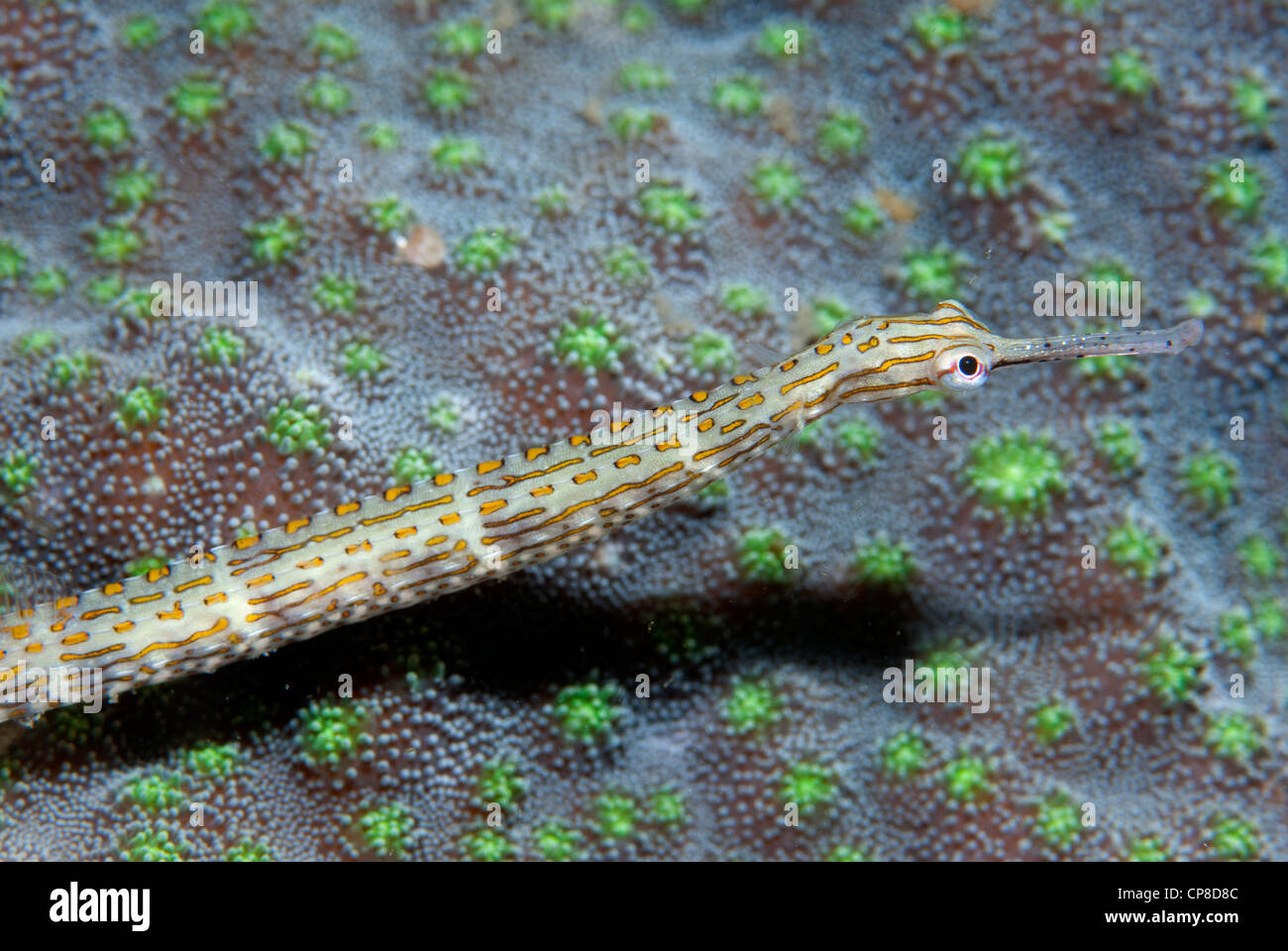 Ocellatus pipefish hi-res stock photography and images - Alamy