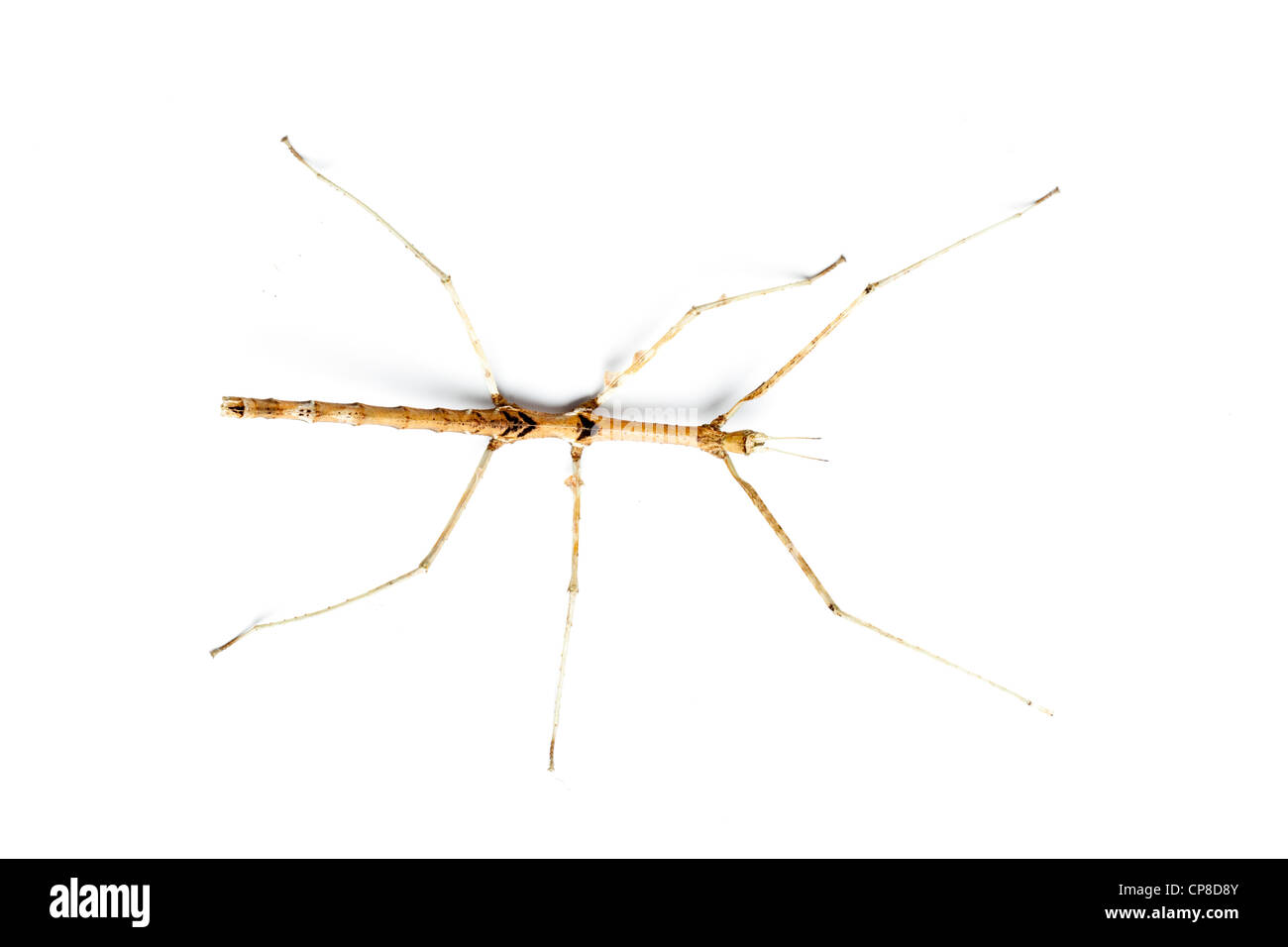 Zomproi hi-res stock photography and images - Alamy