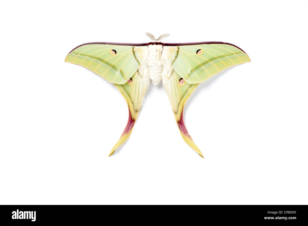 Indian Moon Moth