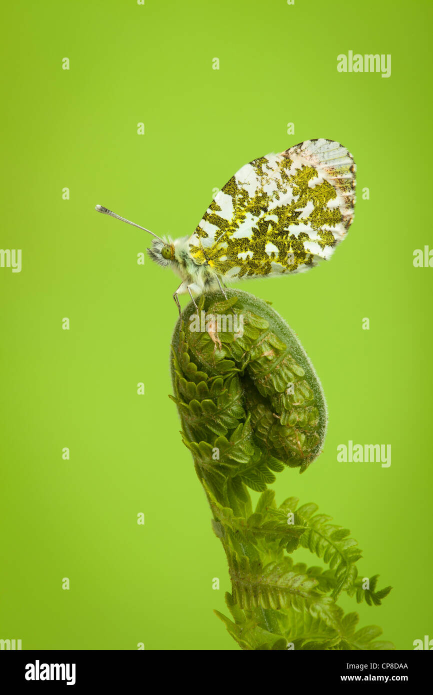 Yorkshire butterfly hi-res stock photography and images - Alamy
