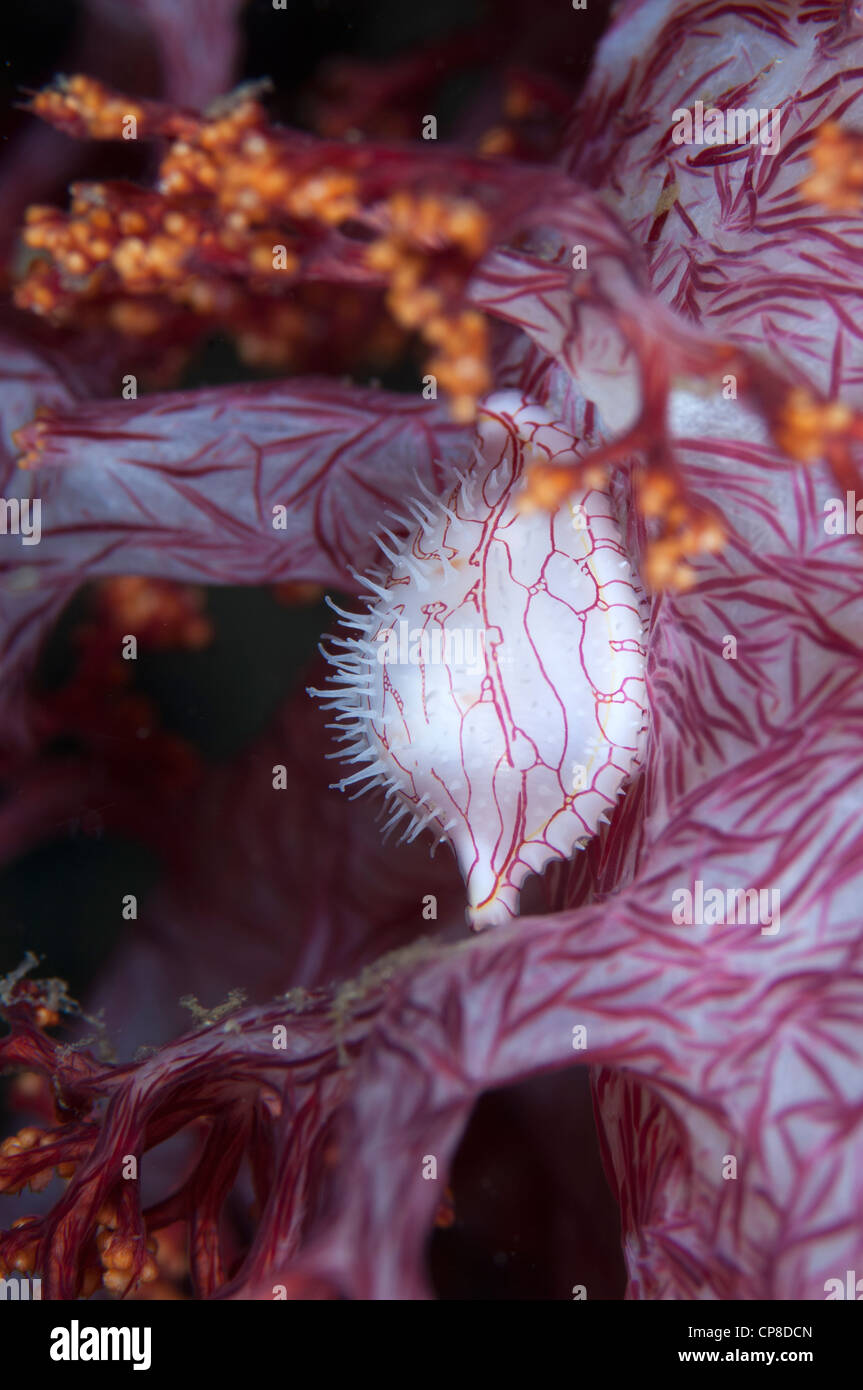 Allied cowrie hi-res stock photography and images - Alamy