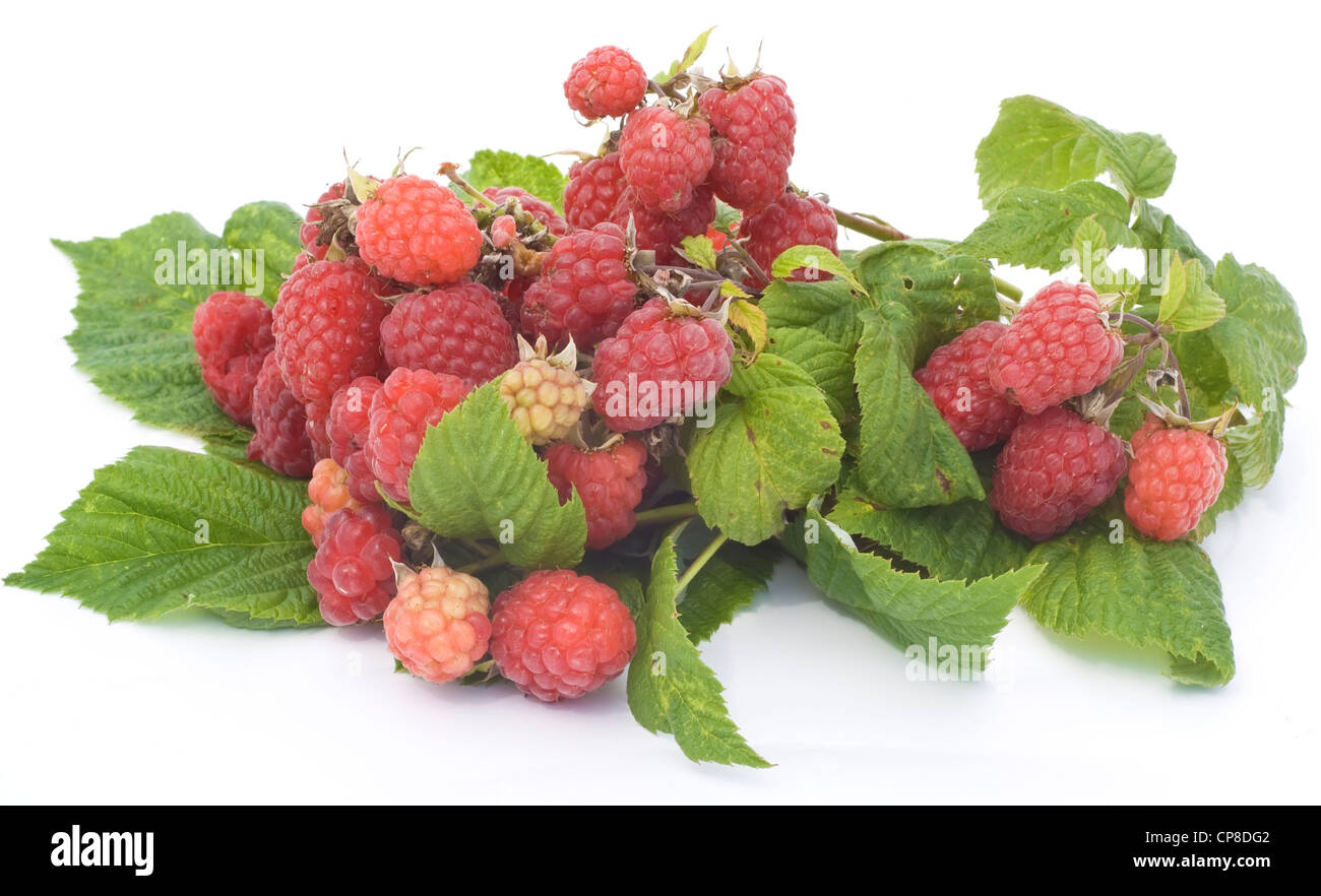 Ripe and unripe real garden raspberry on branches with leaves. Isolated ...