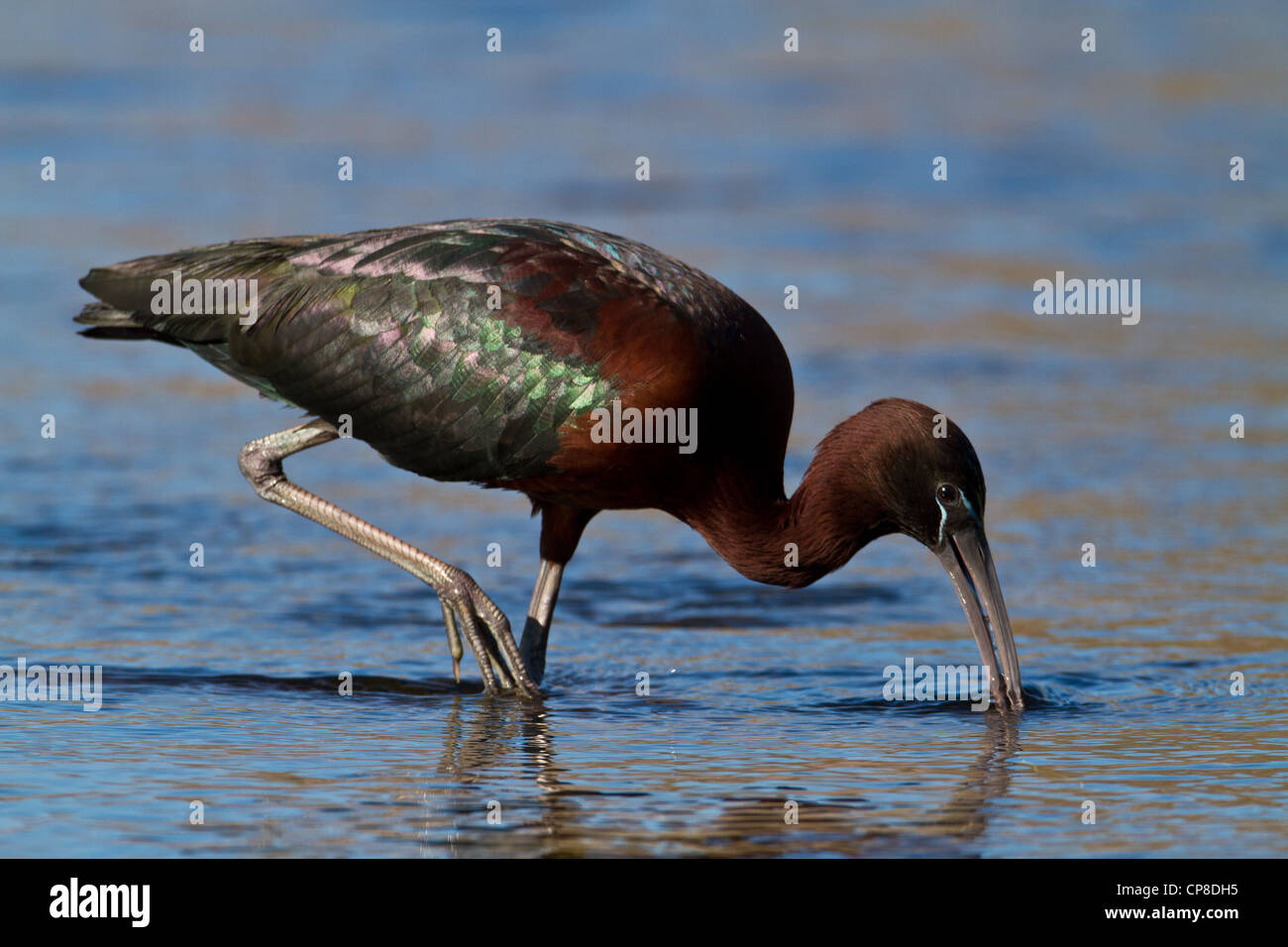 Feeding Glossy Ibis (Plegadis falcinellus), Lesvos, Greece Stock Photo ...