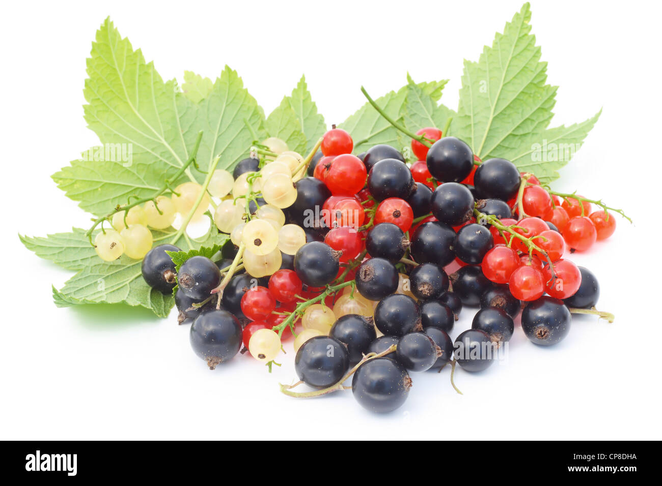 Black currants on the bush hi-res stock photography and images - Alamy