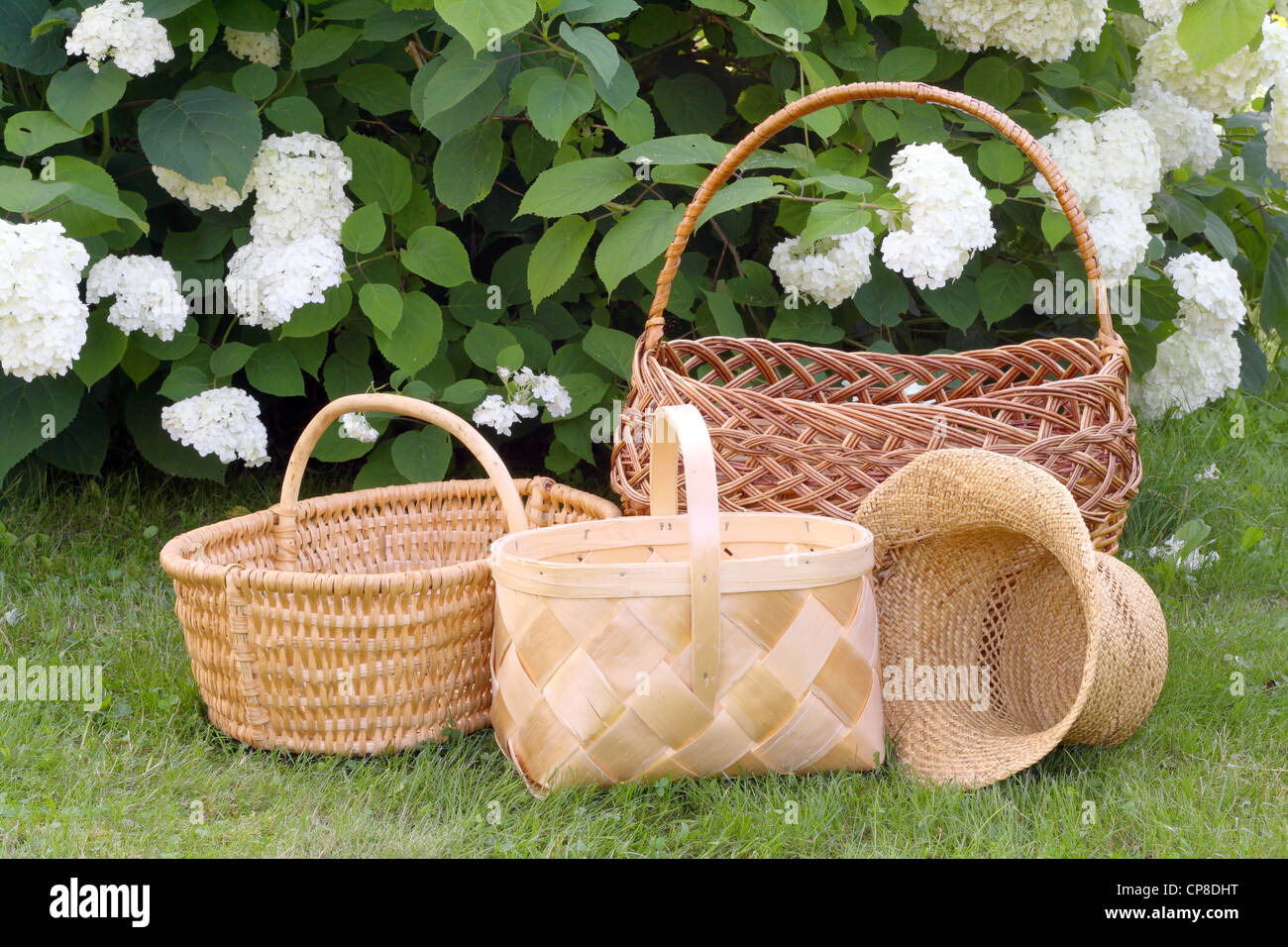 Set of wattled rural baskets against the Hydrangea bush Stock Photo - Alamy