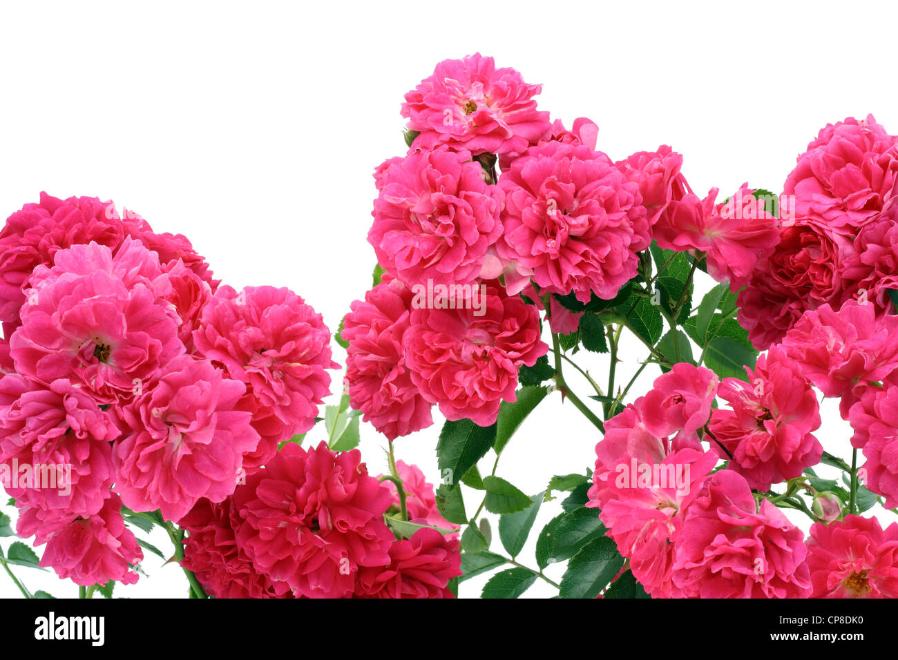 The isolated on white bush of wild pink roses background Stock Photo ...
