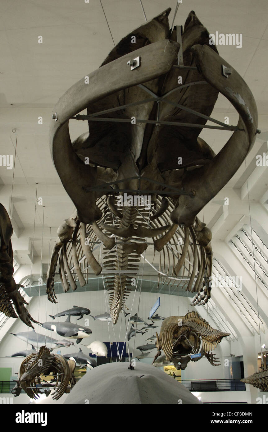 Shark skeleton hi-res stock photography and images - Alamy