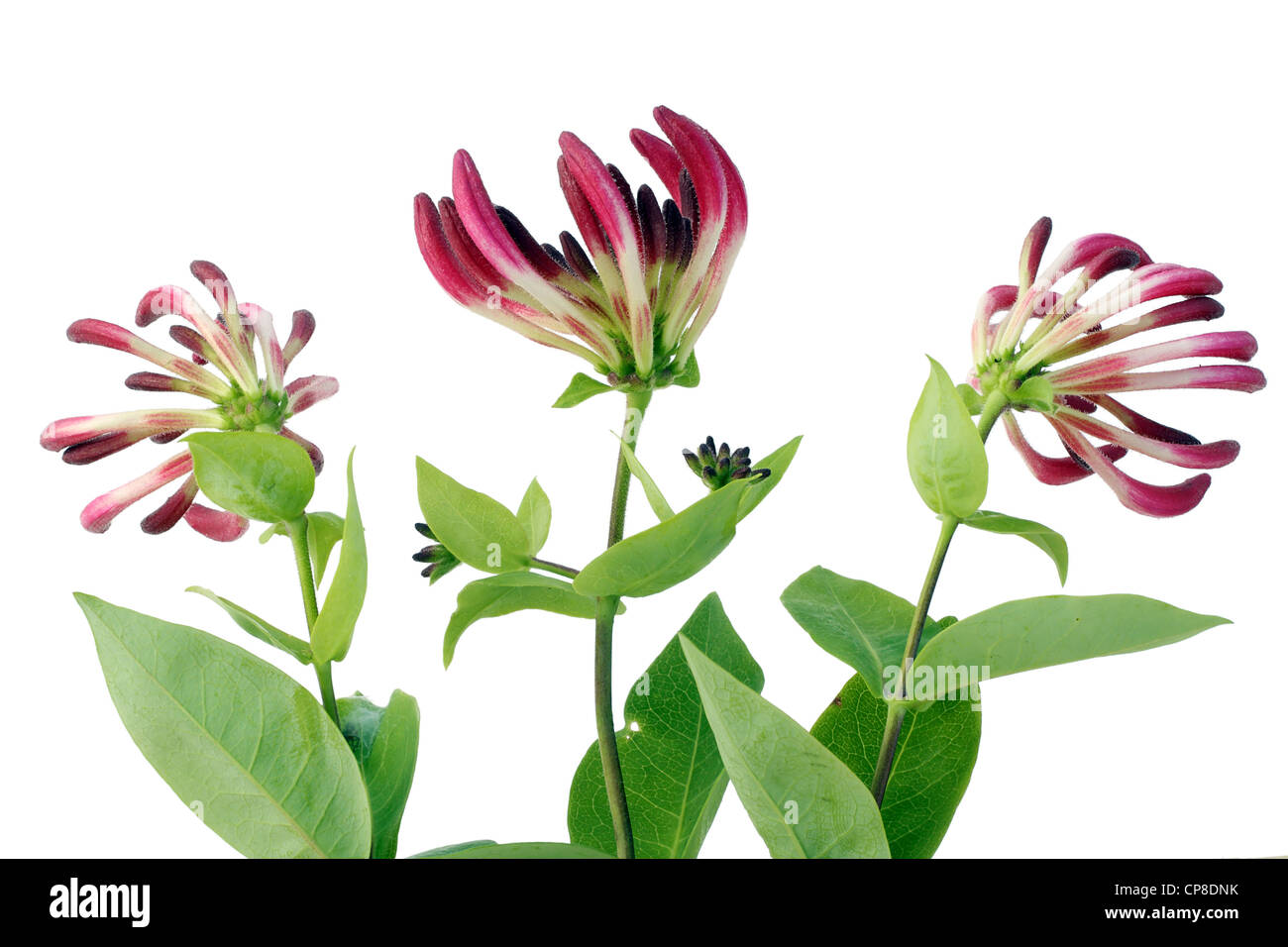 Isolated on white decorative Honeysuckle flowers background Stock Photo ...