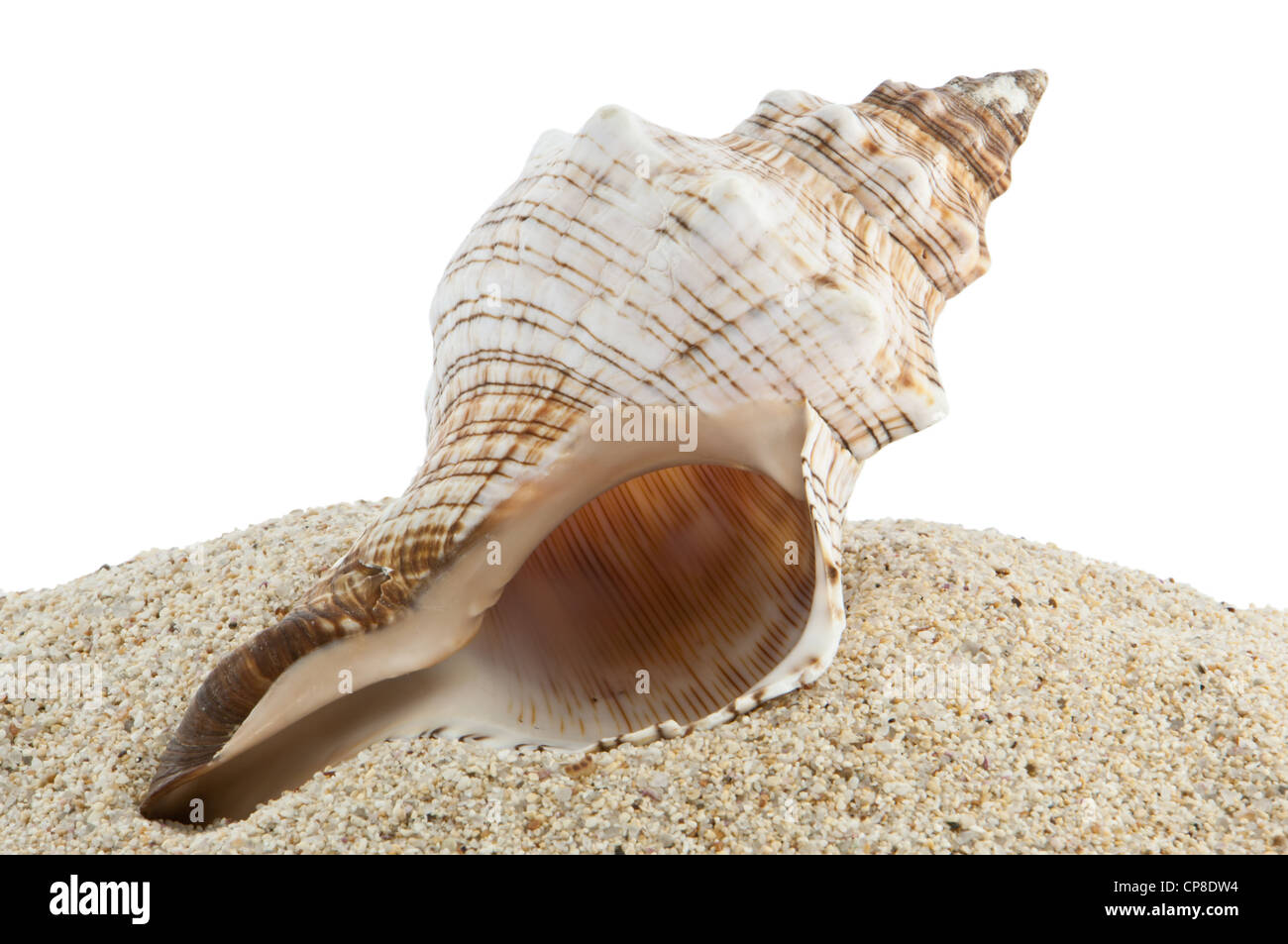 Closeup shell picture isolated on white background Stock Photo - Alamy