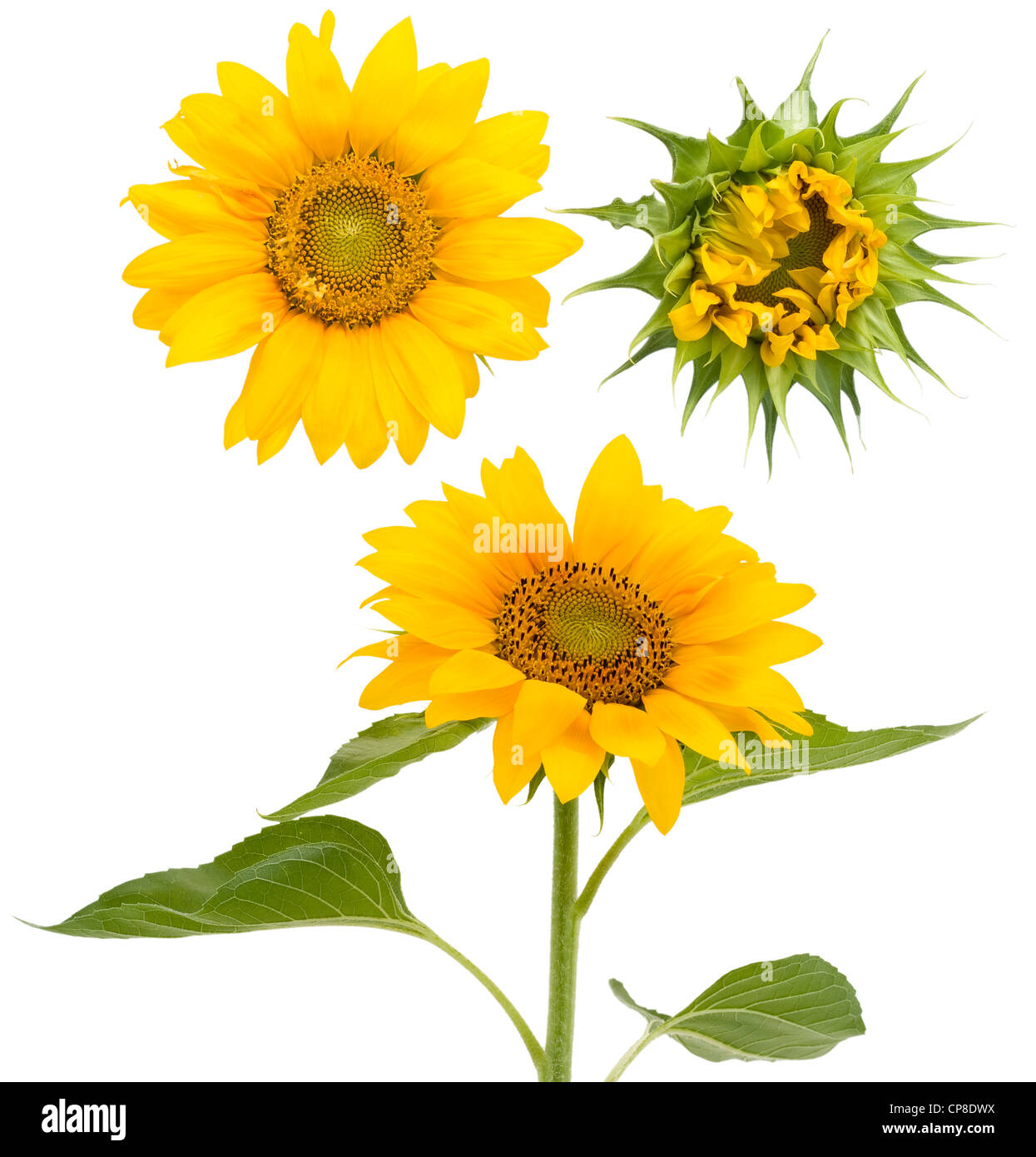 Single Sunflower Photography