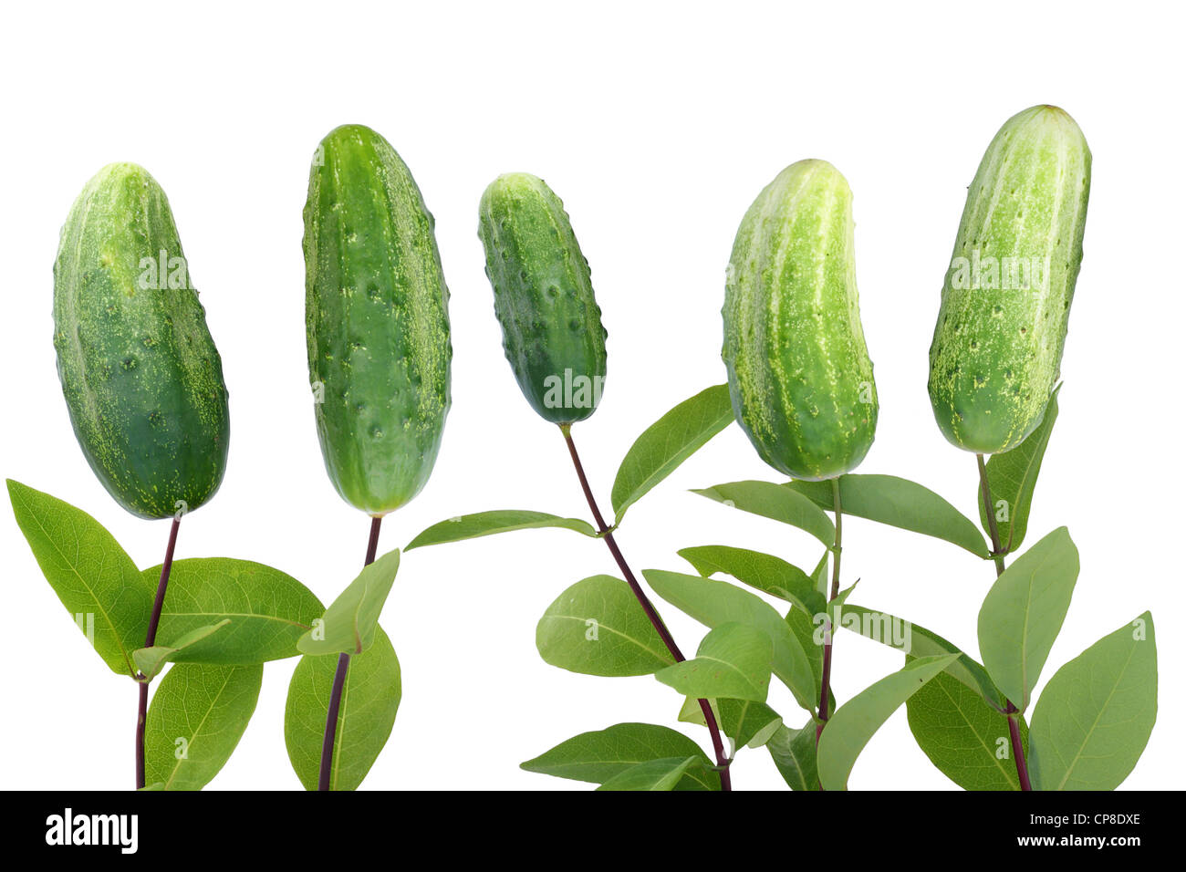 Cucumber collage isolated on hi-res stock photography and images - Alamy