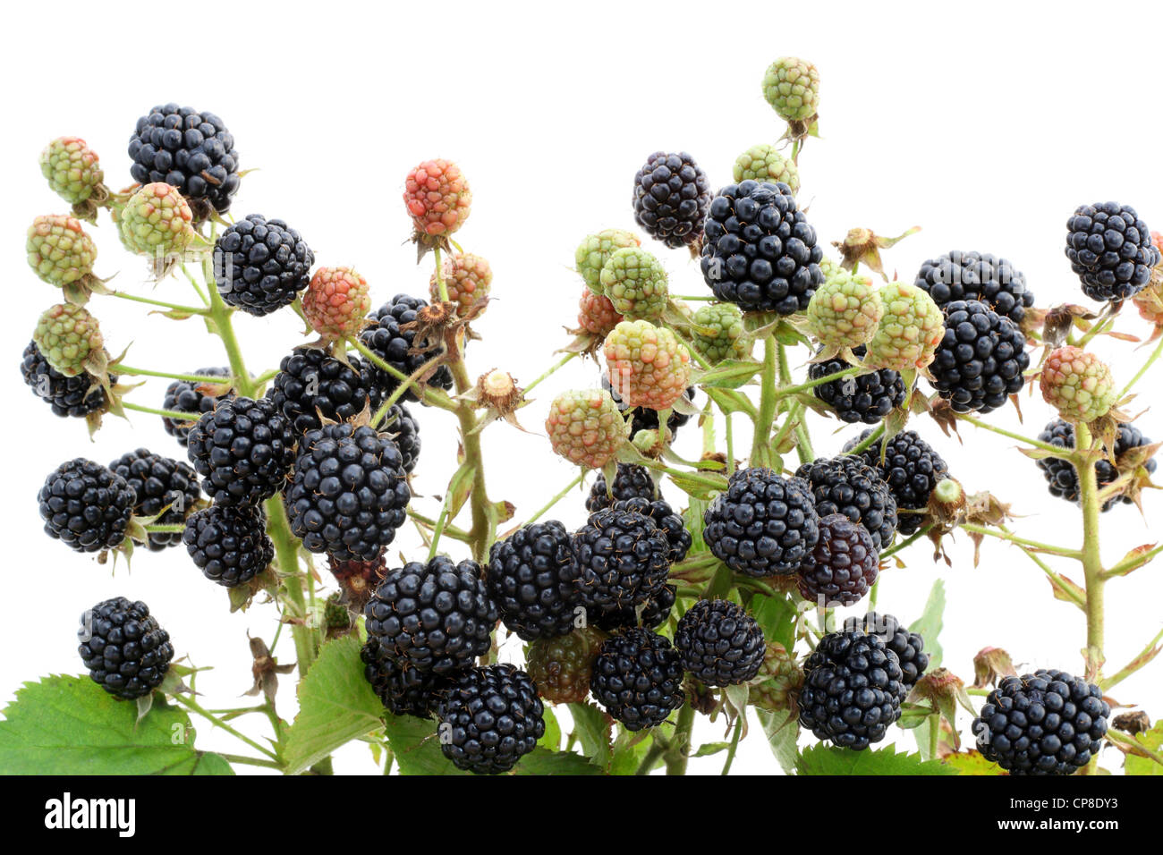 Clusters of a ripe garden blackberry on branches. Isolated on white ...