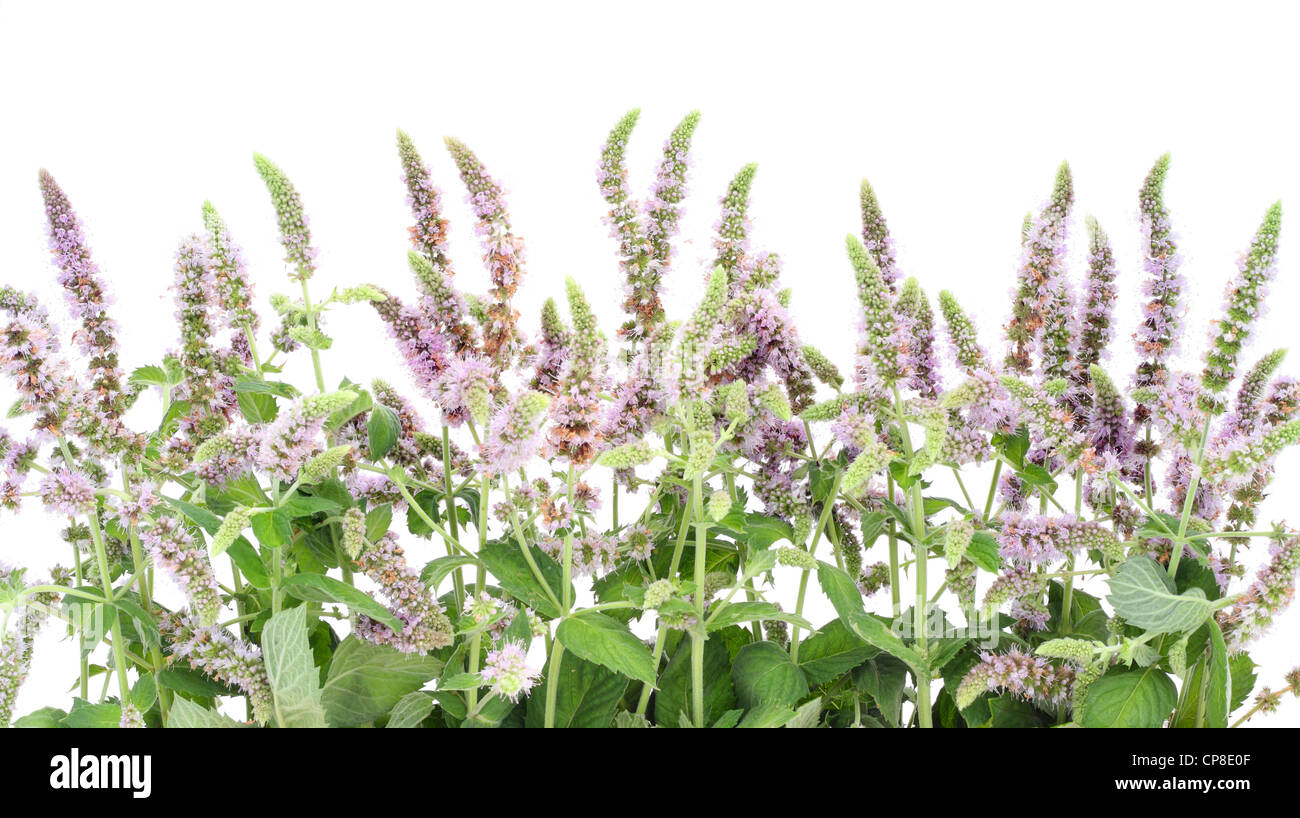 Border from a blossoming garden peppermint "Lamiaceae (Labiatae ...