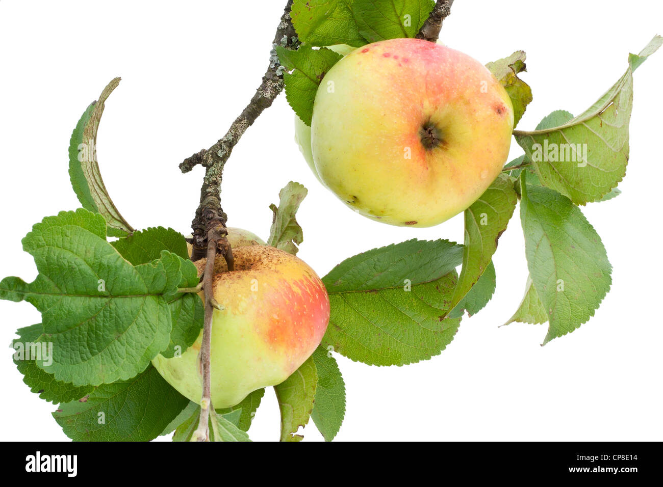 Real September apples on a branch with leaves isolated on white Stock ...