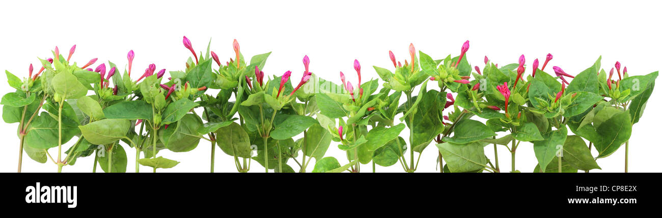 Border from plants with pink buds isolated on white Stock Photo - Alamy