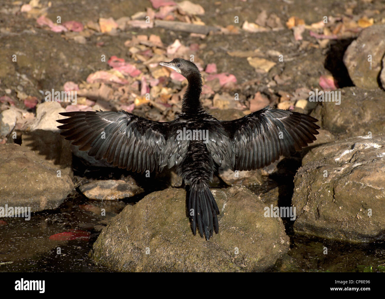 Cormorant with wings spread hi-res stock photography and images - Alamy