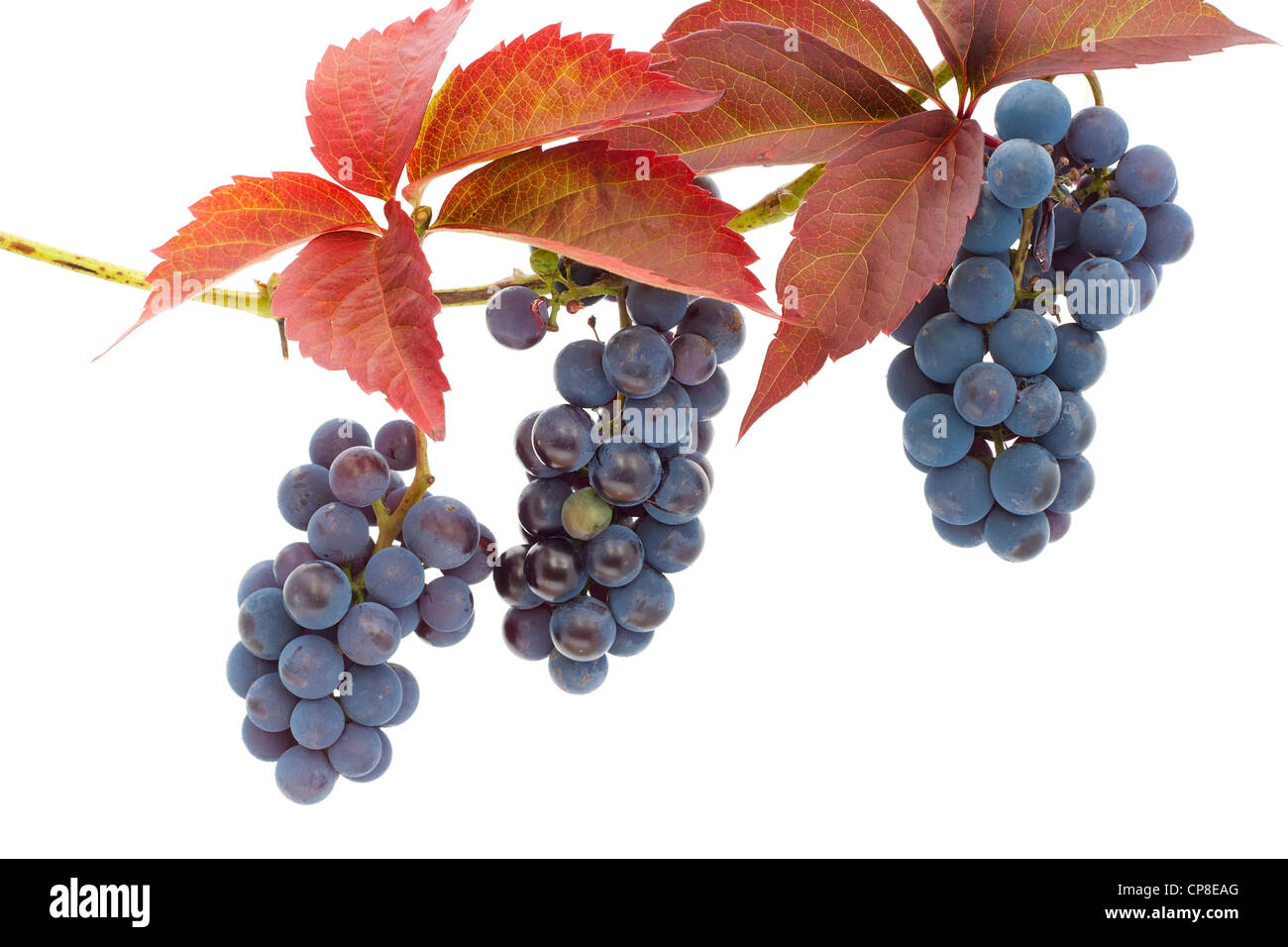 Clusters of red grapes on a grapevine and red autumn leaves. Isolated ...