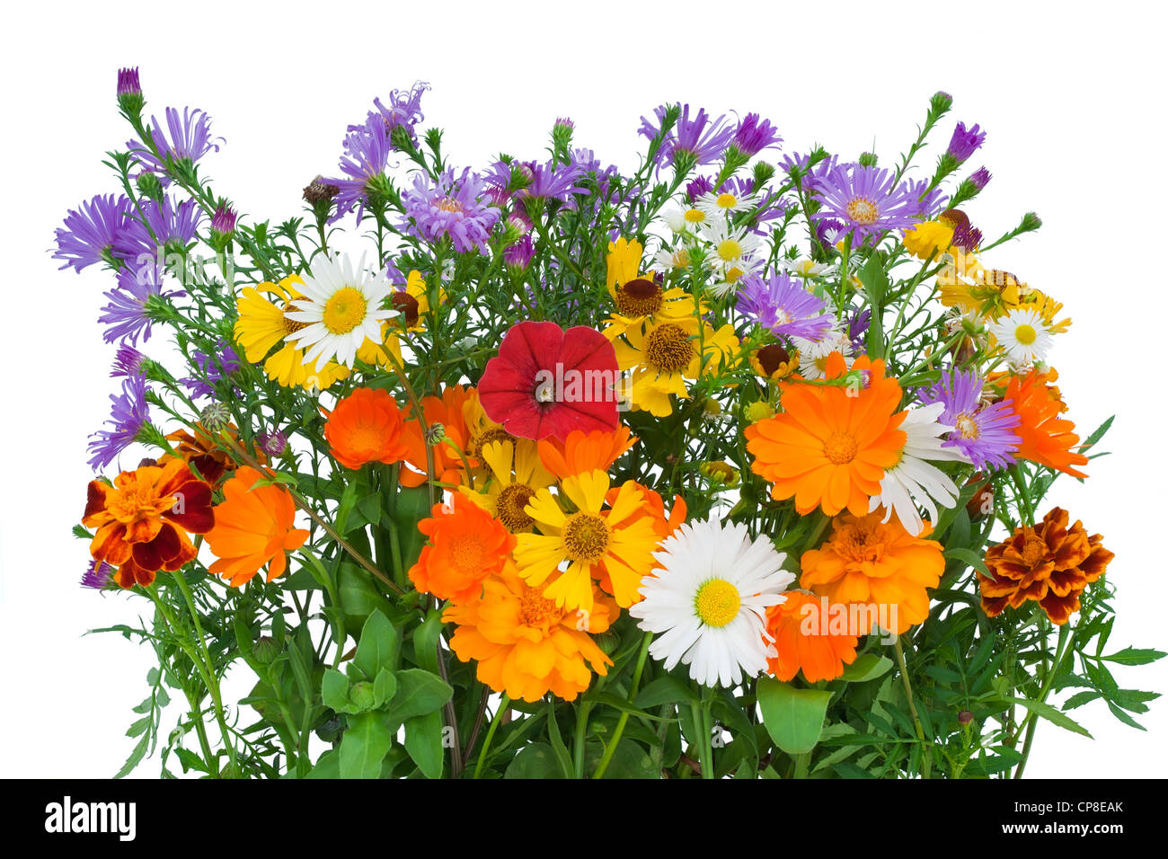October flowers hi-res stock photography and images - Alamy