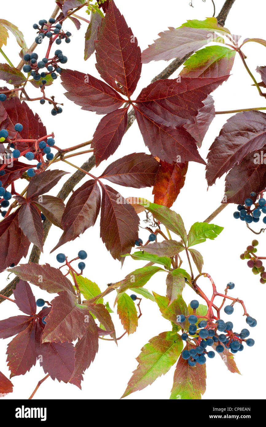 "The Maiden" wild grapes in the autumn in October background. Isolated ...