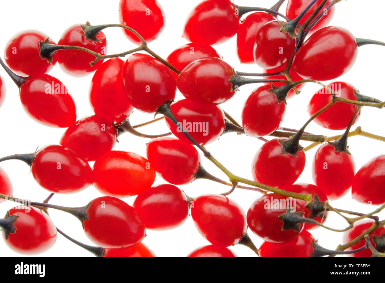 Red fruit nightshade hi-res stock photography and images - Alamy