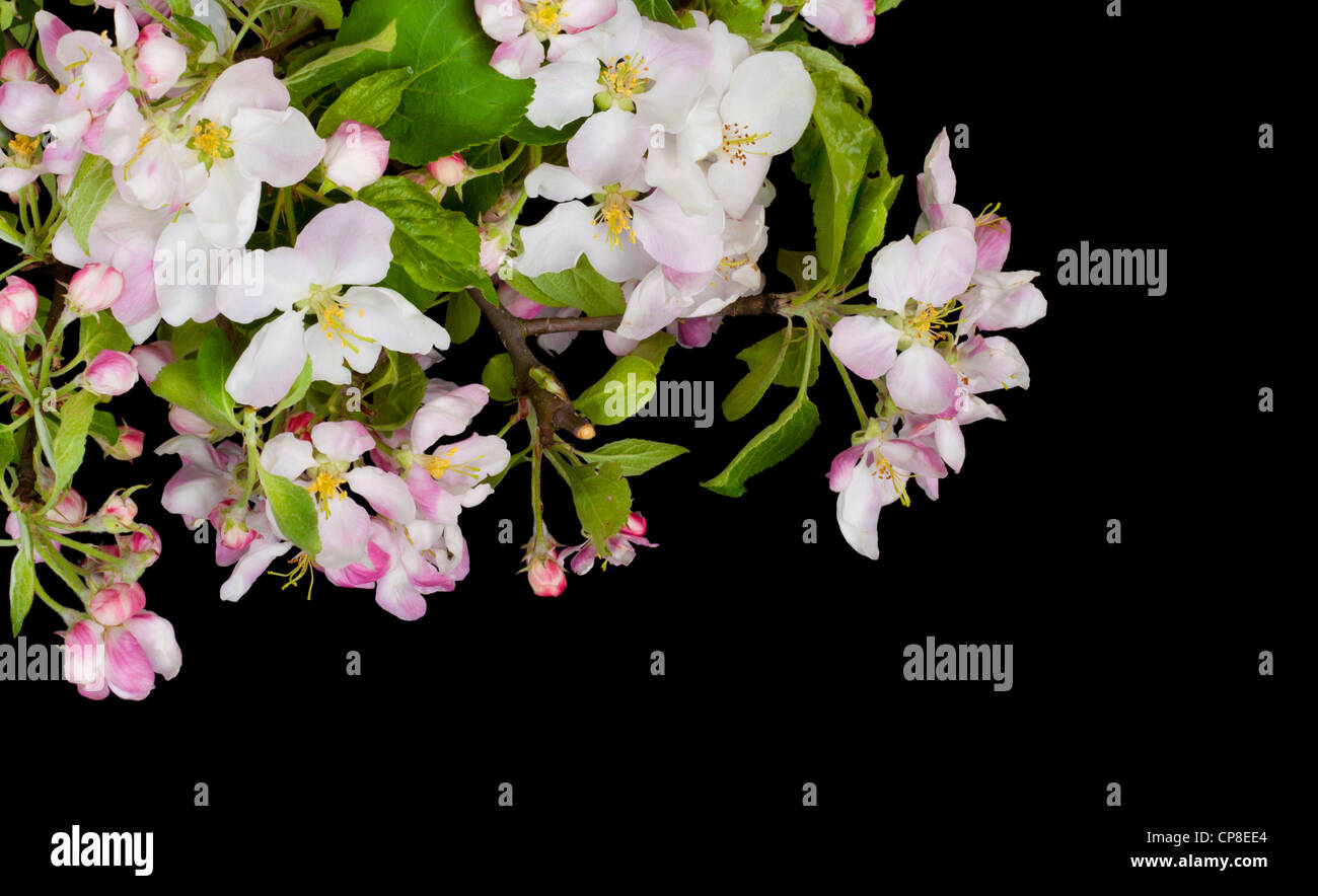 Blossoming may apple-tree on black postcard background. Isolated on ...