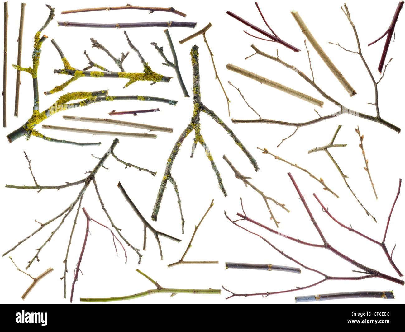 Branches of different breeds of trees and bushes without leaves set ...