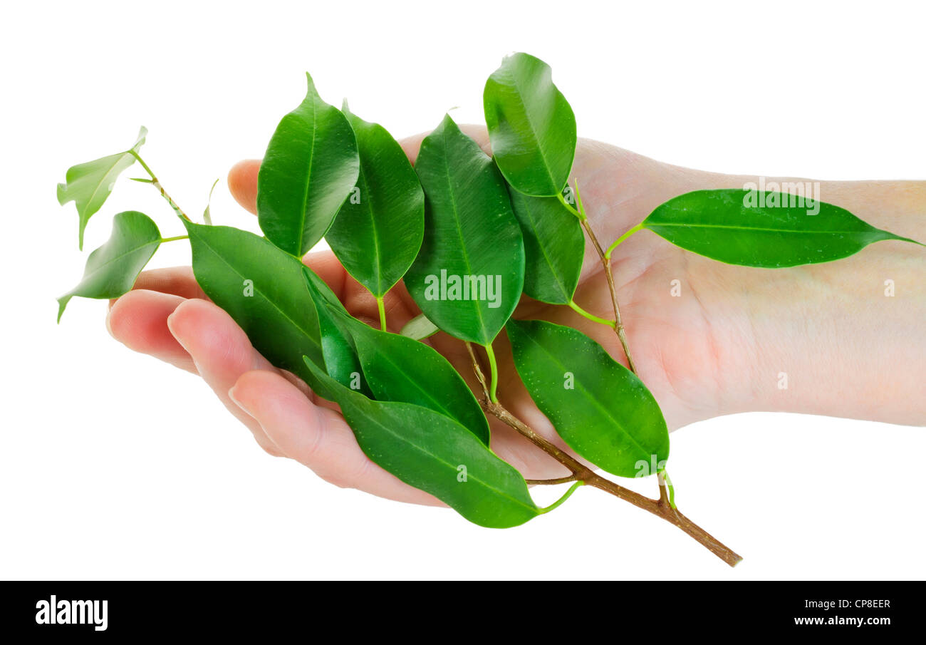 Hand and branch with green leaves isolated on white Stock Photo - Alamy