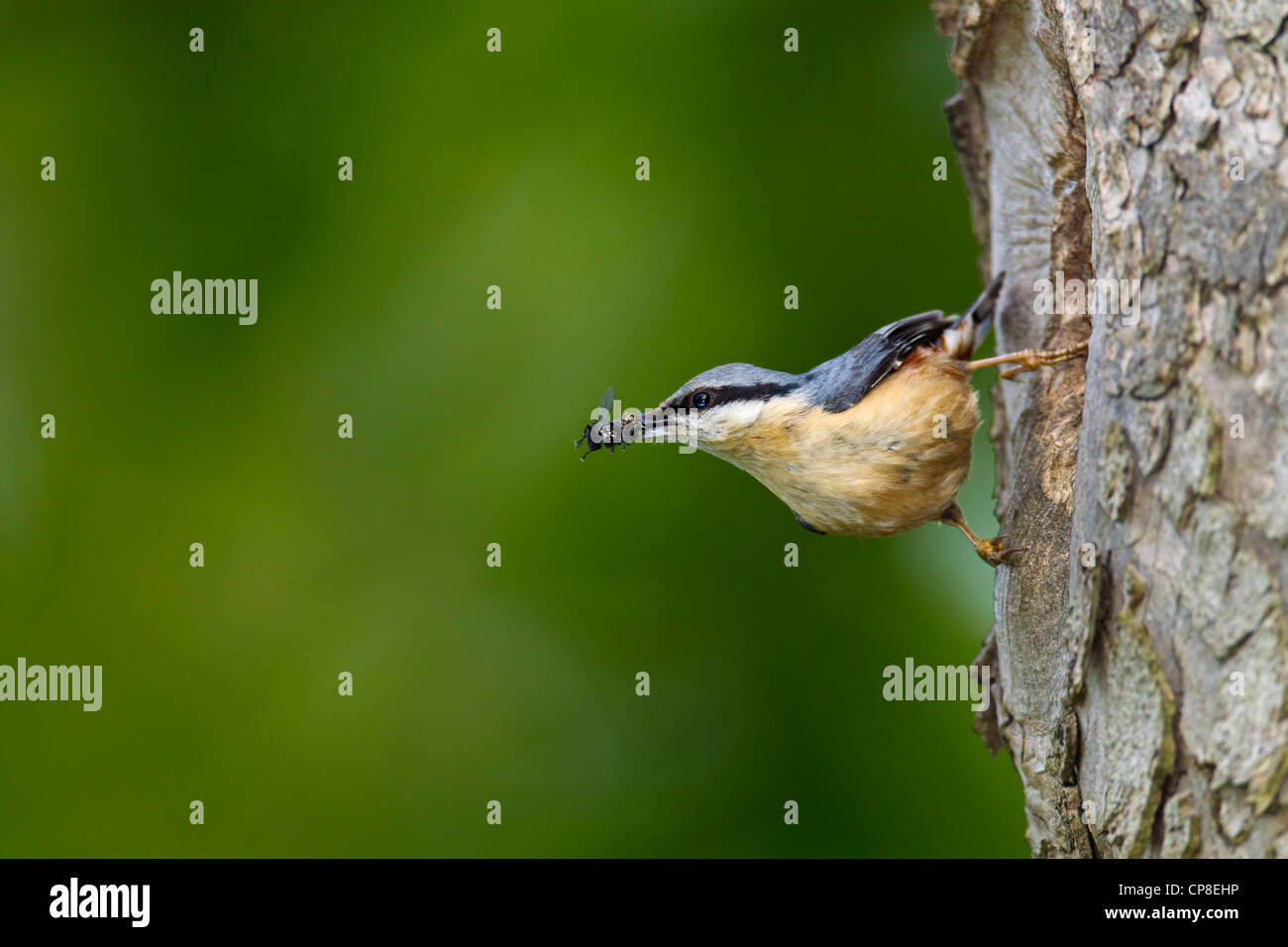 Nuthatch Sitta europaea (Sittidae Stock Photo - Alamy