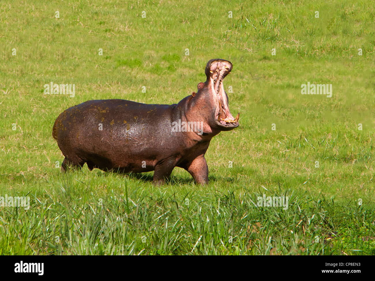 Green hippopotamus hi-res stock photography and images - Alamy
